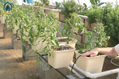 China DWC Hydroponic Dutch Bucket Clone Aeroponic Bucket RDWC System For Vine Tomatoes for sale