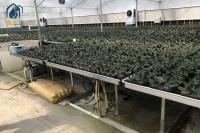China Agricultural Seedling Plastic Nursery Tray Rolling Bench Mesh Mobile Tables Grow Tray for sale