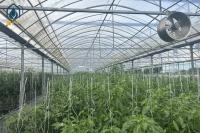 China Multi Span Greenhouse For Growing Tomatoes And Vegetables With Film Covering for sale