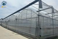 China Multi Span Greenhouse With Ventilation & Cooling Custom Designs For Modern Farms for sale