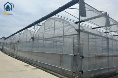 China Multi Span Greenhouse With Ventilation & Cooling Custom Designs For Modern Farms for sale