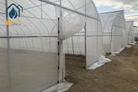 China Commercial Industrial Single Span High Tunnel Tomato Plastic Agricultural Greenhouse for sale