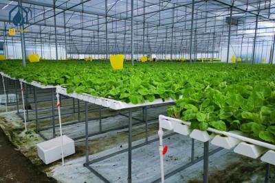 China Indoor Vertical Farming NFT Hydroponic System PVC Tube Growing System for sale