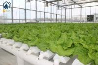 China NFT Hydroponic Grow Pipe System For Lettuce And Herbs With Hydroponic NFT Pipe for sale