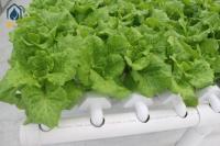 China NFT Hydroponic Lettuce Hydroponic System With PVC Tube Hydroponic Setup for sale