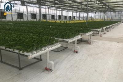 China NFT Hydroponic Tube Indoor Planting System With Rapid Nutrient Cycling for sale