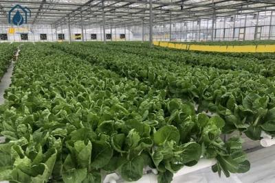 China NFT Hydroponic Gully System For Leafy Greens Cultivation for sale