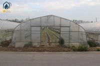 China Galvanized Tunnel Greenhouse Year Round Crop Cultivation For Healthier Harvests for sale