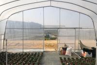 China High Strength Commercial Agricultural Poly Tunnel Green Houses for Vegetable and Fruit Farming for sale