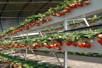 China Soilless Cultivation Planting Trough A Shape Substrate Culture For Strawberry greenhouse for sale