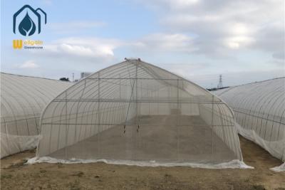 China Full Open Roof Ventilation Tunnel Type Greenhouse for Agricualtural Farming for sale