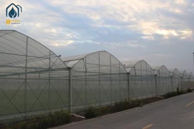 China Herb Greenhouse Multi Span Indoor Green House For Year Round Cultivation for sale