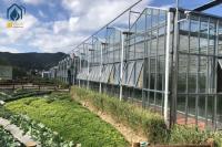 China Multi Span Tomato Glass Greenhouse For Year Round High Yield Production for sale