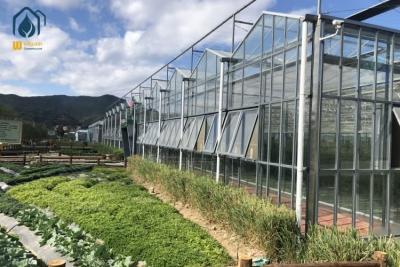 China Multi Span Tomato Glass Greenhouse For Year Round High Yield Production for sale