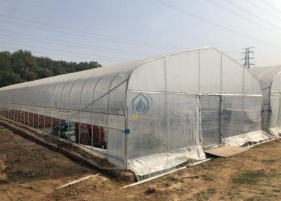 China Automatic Manual Ventilation Single Span Tunnel Commercial Agriculture Greenhouse Vegetable Farm for sale