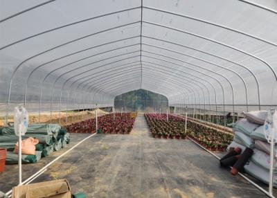 China Polytunnel Tunnel Single Span Economic Agricultural Tomato And Strawberry Greenhouse for Smart Hydroponic Sustainable Farming for sale