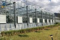China Glass Multi-Span Greenhouse Structure For Agriculture High-Yield Production for sale