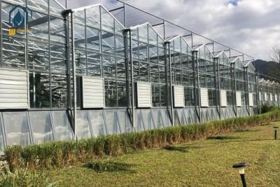 China Glass Multi-Span Greenhouse Structure For Agriculture High-Yield Production for sale