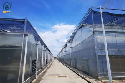 China Multi-Span Polycarbonate Greenhouse For Year-Round Crop Production for sale