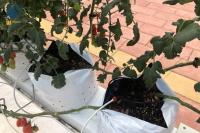 China Steel Hydroponic Grow Gutter Substrate Grow Gutter For Tomato Farming for sale
