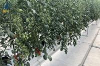 China Steel Gutter Planting System Steel Grow Gutter For Tomato Farming for sale