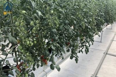 China Steel Gutter Planting System Steel Grow Gutter For Tomato Farming for sale