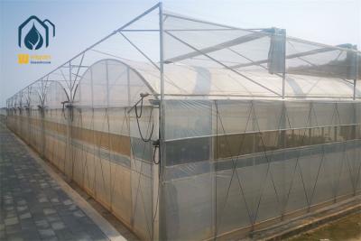 China Multi Span Metal Frame Greenhouse Cultivation Greenhouse For Commercial Farming for sale