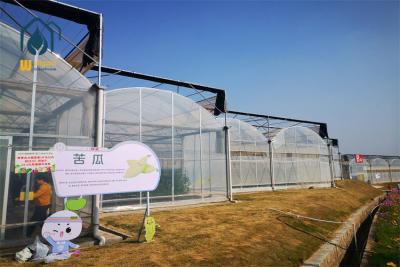 China Galvanized Steel Greenhouse Multispan Multi Span Greenhouse For Commercial Crops for sale