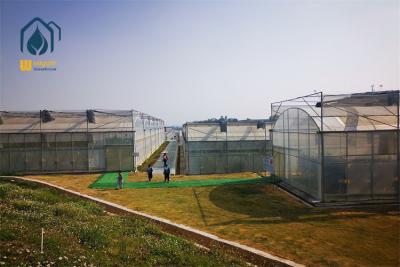 China Complete Greenhouse Multi Span Greenhouse With Hydroponic System for sale
