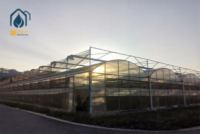 China Large Scale Multi Span Film Greenhouse For Commercial Vegetable Production for sale
