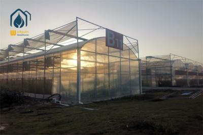 China Vegetables Greenhouse Multi Span Greenhouse Watermelon Greenhouse Year Round for sale