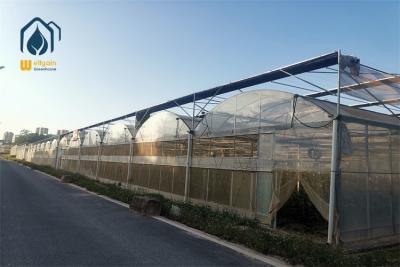 China Commercial Multi Span Greenhouse with High Light Transmittance, Good Ventilation, and UV Stabilized PE Film for sale