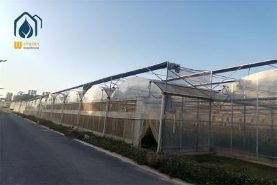 China Environmentally Friendly Growing Greenhouse For Plants Multi Span Greenhouse for sale