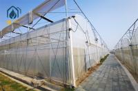 China Multi Span Film Greenhouse with High Light Transmittance, Good Ventilation, and Strong Structure for Herb and Vegetable Production for sale