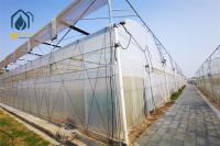 China High Light Transmittance Multi Span Greenhouse with Good Ventilation and Strong Structure for Herb and Vegetable Production for sale