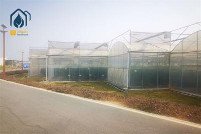 China Multi Span Agriculture Herb Greenhouse with High Light Transmittance Good Ventilation and Strong Structure for sale
