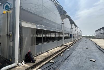 China Prefabricated Hydroponic Multi Span Greenhouse with UV Stabilized PE Film and Customizable Dimensions for Herb Production for sale