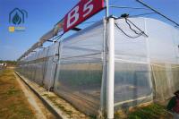 China Energy Efficient Multi Span Greenhouse With High Light Transmittance And Good Ventilation For Herb Production for sale