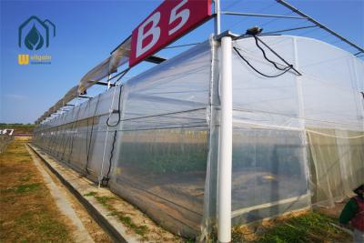 China Energy Efficient Multi Span Greenhouse With High Light Transmittance And Good Ventilation For Herb Production for sale