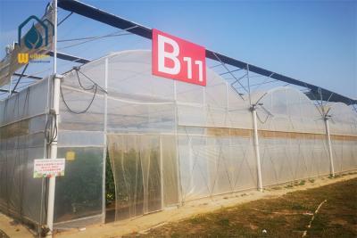 China High Light Transmittance UV Stabilized PE Film Multi Span Greenhouse with Customizable Dimensions for Scalable Agricultural Production for sale