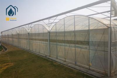 China High Light Transmittance Multi Span Greenhouse with Good Ventilation and Strong Structure for Large Scale Farming for sale