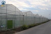 China Commercial Multi Span Greenhouse with High Light Transmittance Good Ventilation and Strong Structure for Large Scale Vegetable Production for sale
