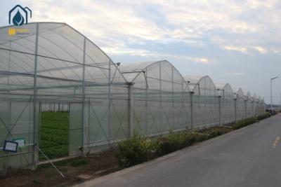 China Commercial Multi Span Greenhouse with High Light Transmittance Good Ventilation and Strong Structure for Large Scale Vegetable Production for sale