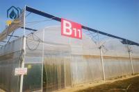 China High Light Transmittance Multi Span Greenhouse with Good Ventilation and Strong Structure for Commercial Agriculture for sale