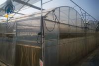 China High Pressure Fogging Misting Multi Span Greenhouse Cooling System for Seedling Nursery and Tropical Crops for sale