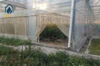 China Rainwater Collection Gutter Multi Span Greenhouse with Water Recycling System for Sustainable Agriculture for sale