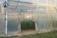 China Winter Ready Multi Span Greenhouse with Thermal Insulation and Frost Protection Design... for sale
