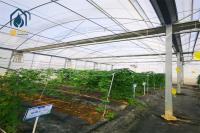 China Anti-Aphid 40 Mesh Nylon Insect Proof Multi Span Greenhouse for Organic Vegetable Farming... for sale