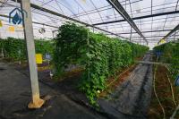 China 50 Mesh Insect Net Multi Span Greenhouse with Integrated Side Vent Screens WELLGAIN Agricultural Greenhouse Solution for sale