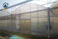 China Diffused Light Polyethylene Film Multi Span Greenhouse with Anti-Drop Coating WELLGAIN Agricultural Greenhouse Solution for sale